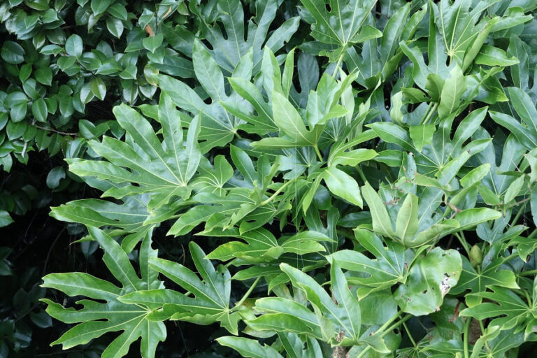 What is a Tengu? | Manekineko GAMES