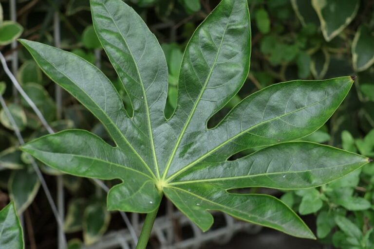 What is Yatsude? Japan's Iconic Plant and Its Mystical Connection to ...