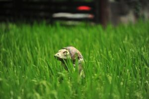 Kappa Myths: Discovering Japan’s Playful Yet Powerful Yokai ...