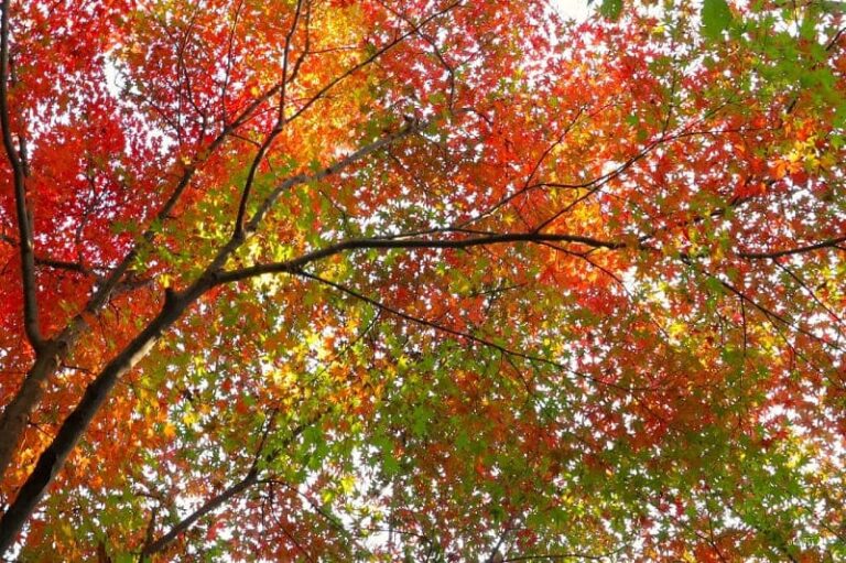 The Japanese Maple Tree: History and Cultural Significance | Manekineko ...