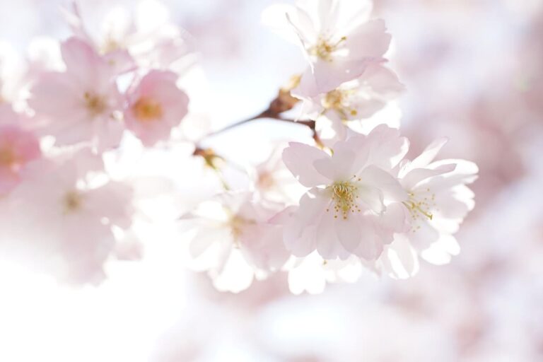 Ohanami in Japan! A Guide to Cherry Blossom Viewing | Manekineko GAMES