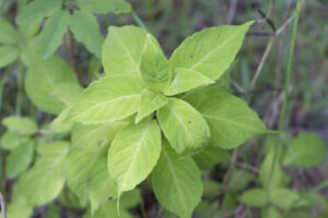 What is Hanamatsuri? Japan’s Buddhist Flower Festival | Manekineko GAMES